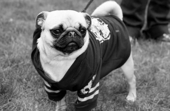 Real Pugs in Cool Gangster outfits - KILLER CELL
