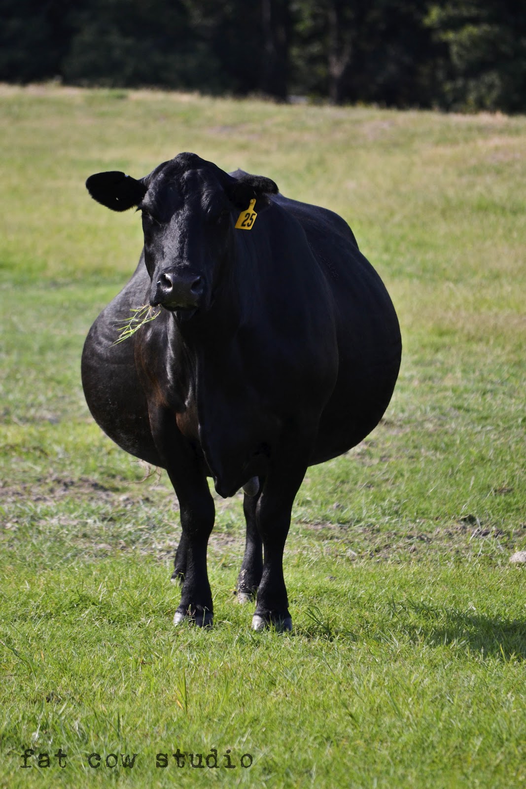 Fat Cow Studios: June 2012