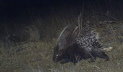 Remote Camera Trap - South Africa: The Backlog