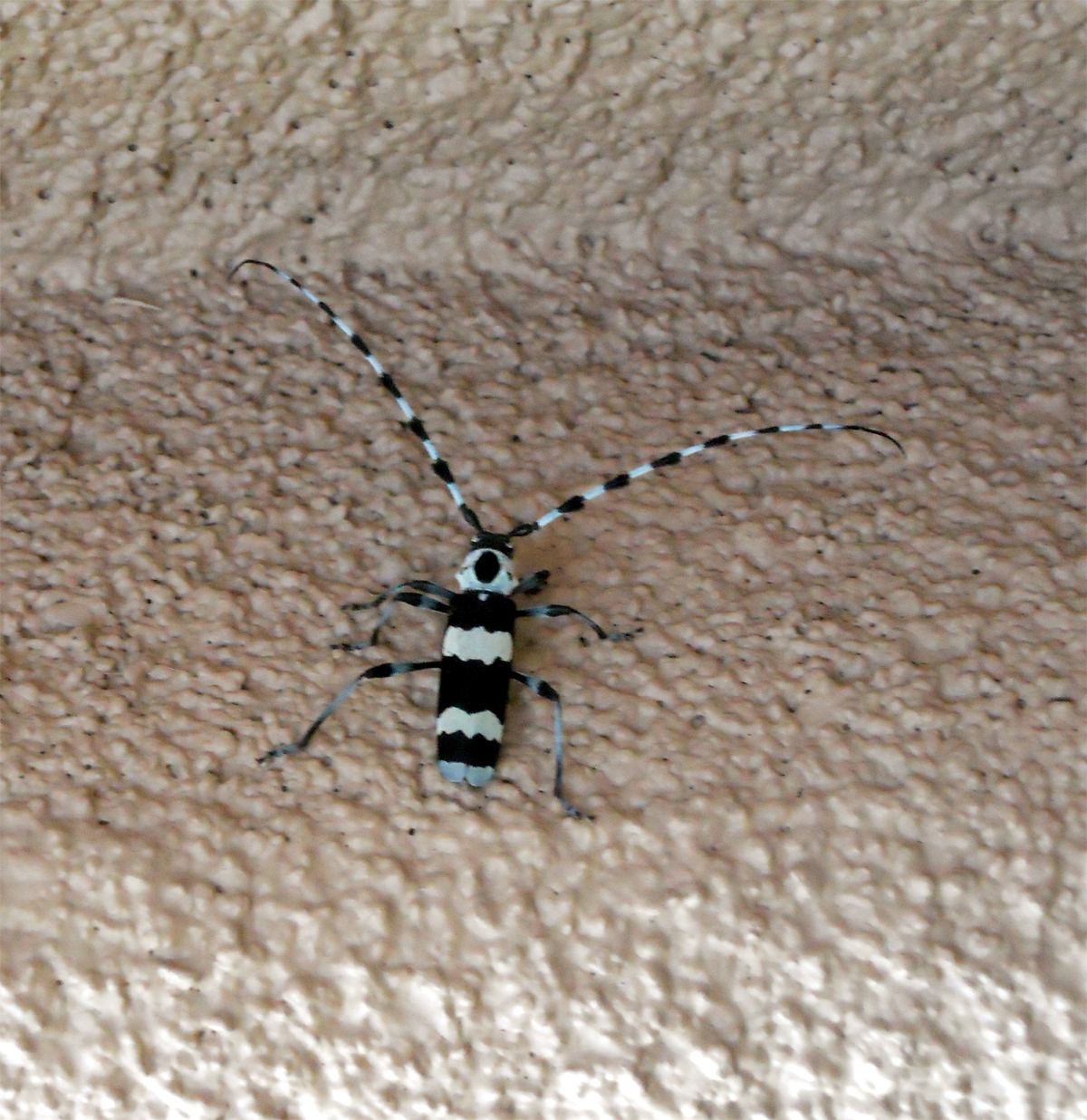 TYPES OF INSECTS : Alder Bark Beetle