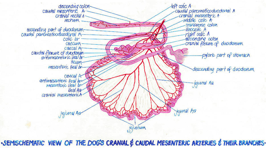 A Day in the Life of a Cow Vet: The "Big Picture"
