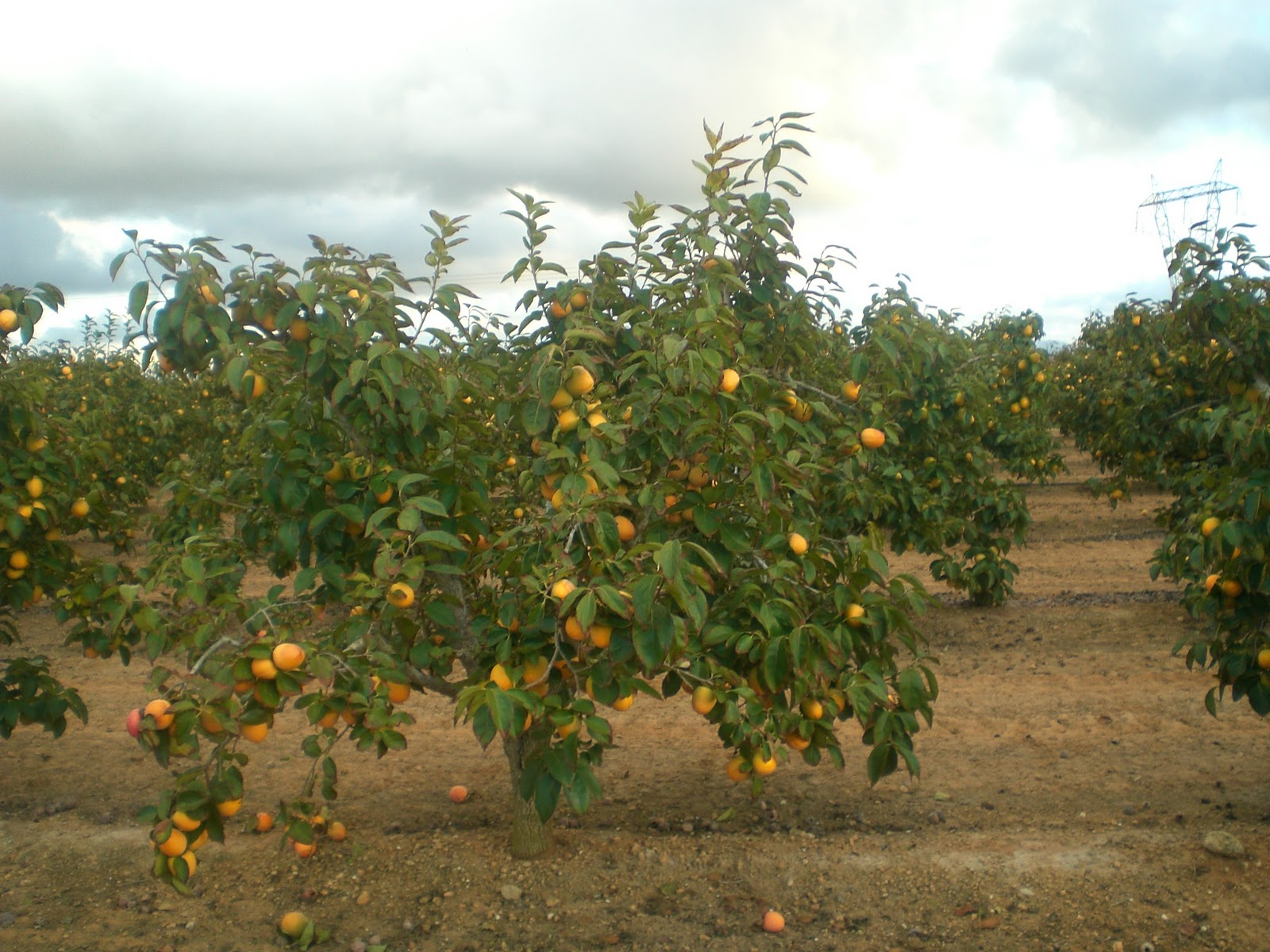 Kaki Persimon de Valencia: El Kaki Persimon