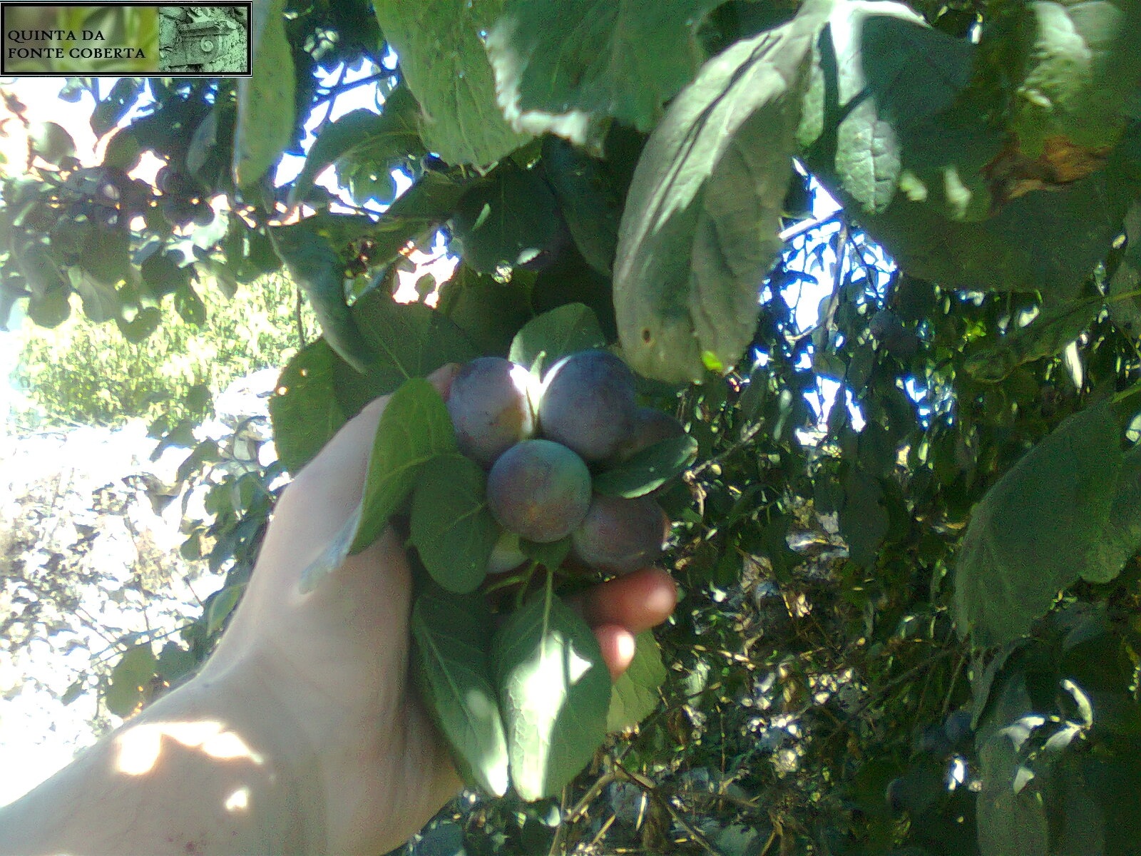 A Quinta do Fernando: Abrunhos de Sicó este mês são colheitas abundantes.