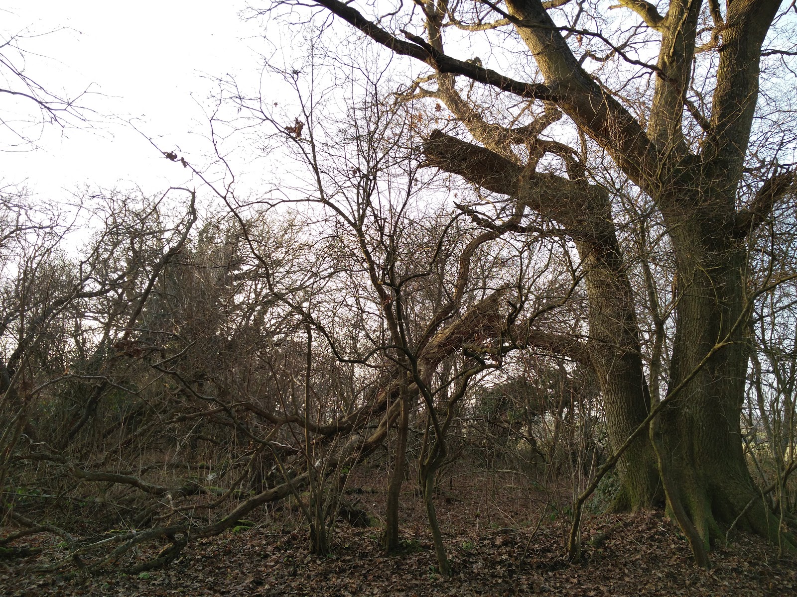 Misidentifying Fungi The Old Oak Tree misidentifying-fungi-the-old-oak-tree