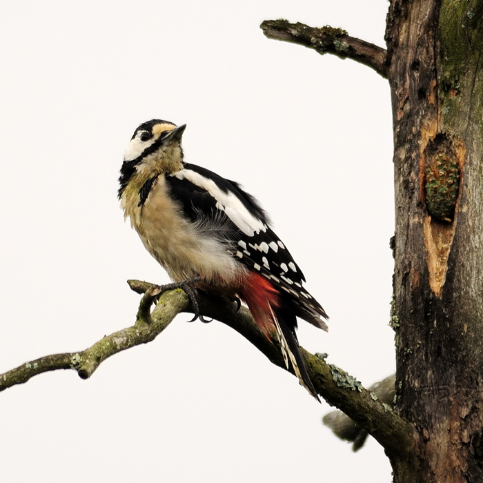 Knuts fugleblogg: Flaggspett (Dendrocopos major)