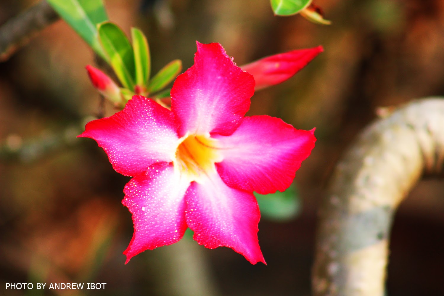 Ako si ANDREW IBOT!: Kalatsutsi (Plumeria acuminata Ait)