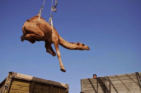 Breaking News: ISIS has announced it's newest and latest invention: The ...