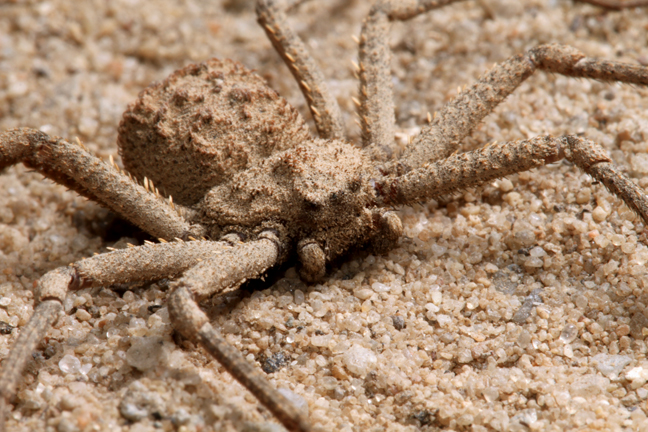 Six Eyes Sand Spider | The Life of Animals