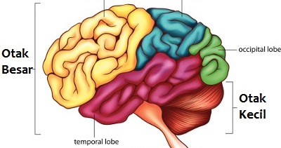 Pembagian Sistem Syaraf Pusat Otak (Ensefalon) : Otak Besar, Serebelum ...