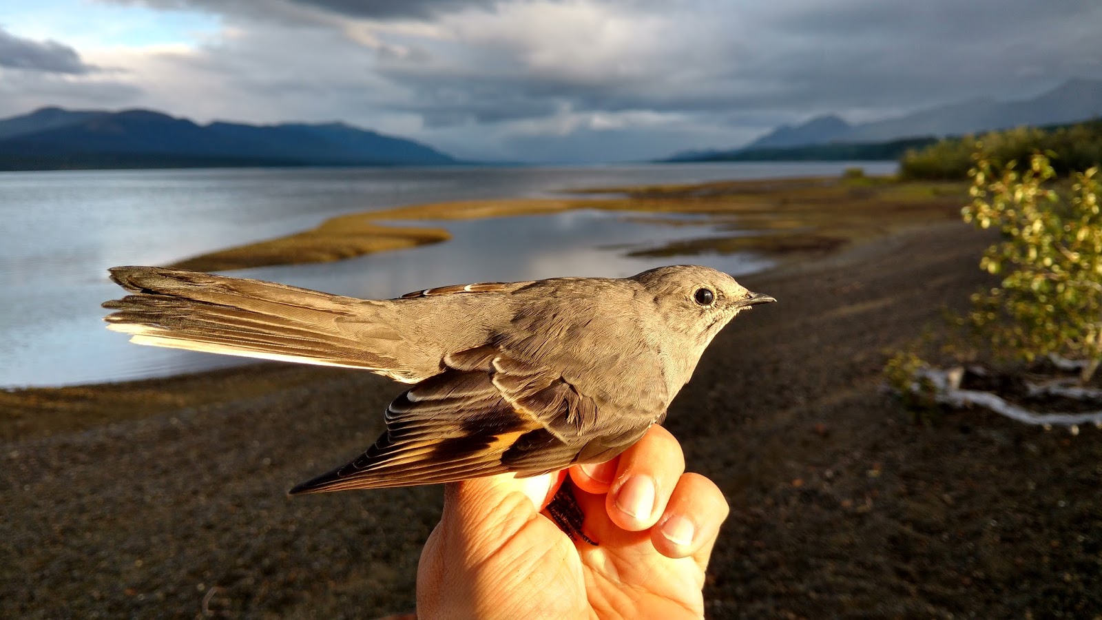Yukon Bird Observatories