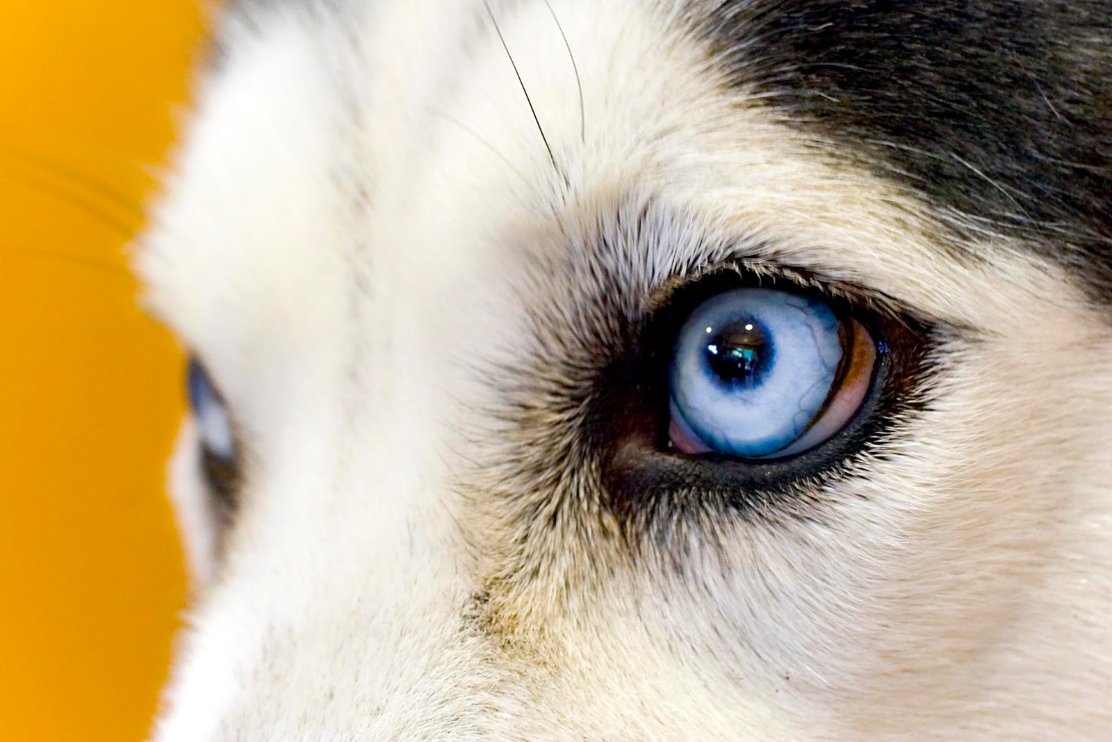 If They Could Talk Steps To Help Keep Your Dog Healthy If They Could Talk Steps To Help Keep Your Dog Healthy