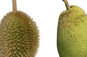 Cempedak | Benefits For Better Life - FRUITS