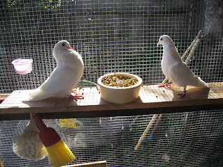 the rescue report: Lab Pigeons Can Count