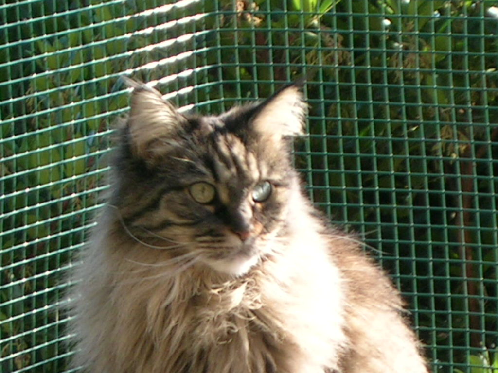 Il Rifugio degli Elfi: La Mia Gatta Alice