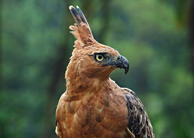 Elang Jawa, sang endemik yang terancam punah - Tips burung terbaru