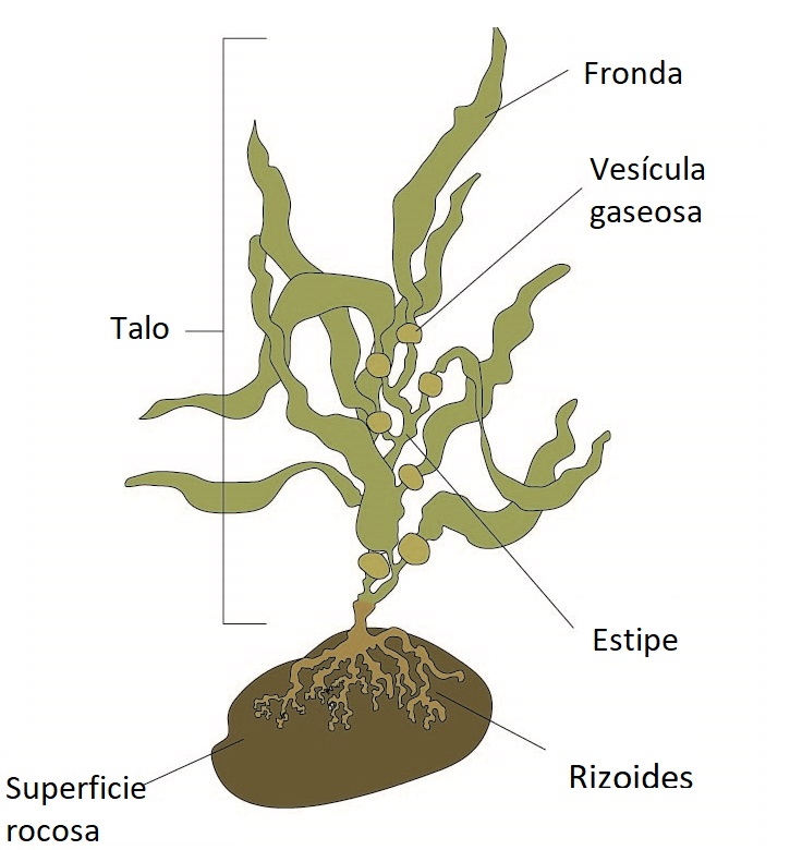 Los bosques de algas