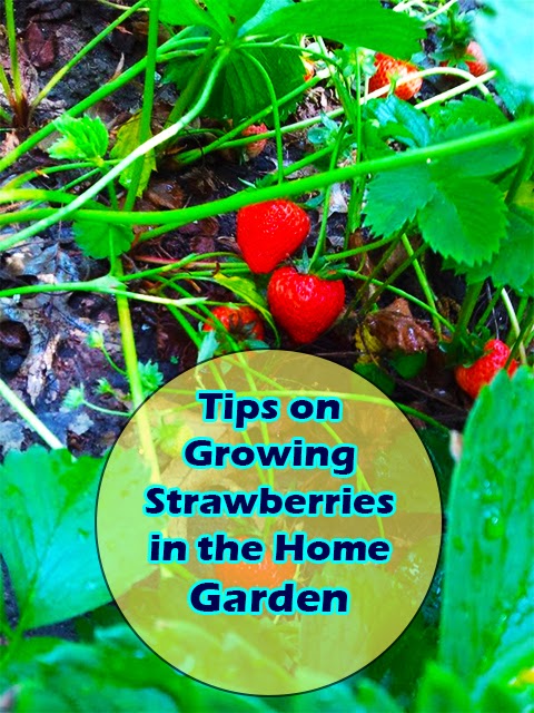 Garden and Farms: Tips on growing strawberries in the home garden