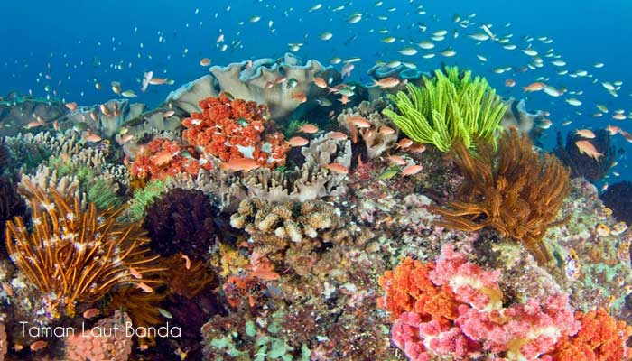 10 TAMAN LAUT TERINDAH DI INDONESIA | Reygian Wisata Indonesia
