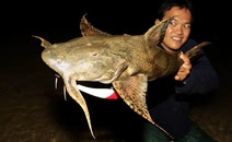 Mondo Pesca News: ASIA: il pescegatto goonch