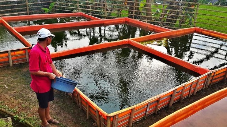 Panduan Paling Lengkap Usaha Ternak Lele dari Bibit Sampai Panen - LELEPAH