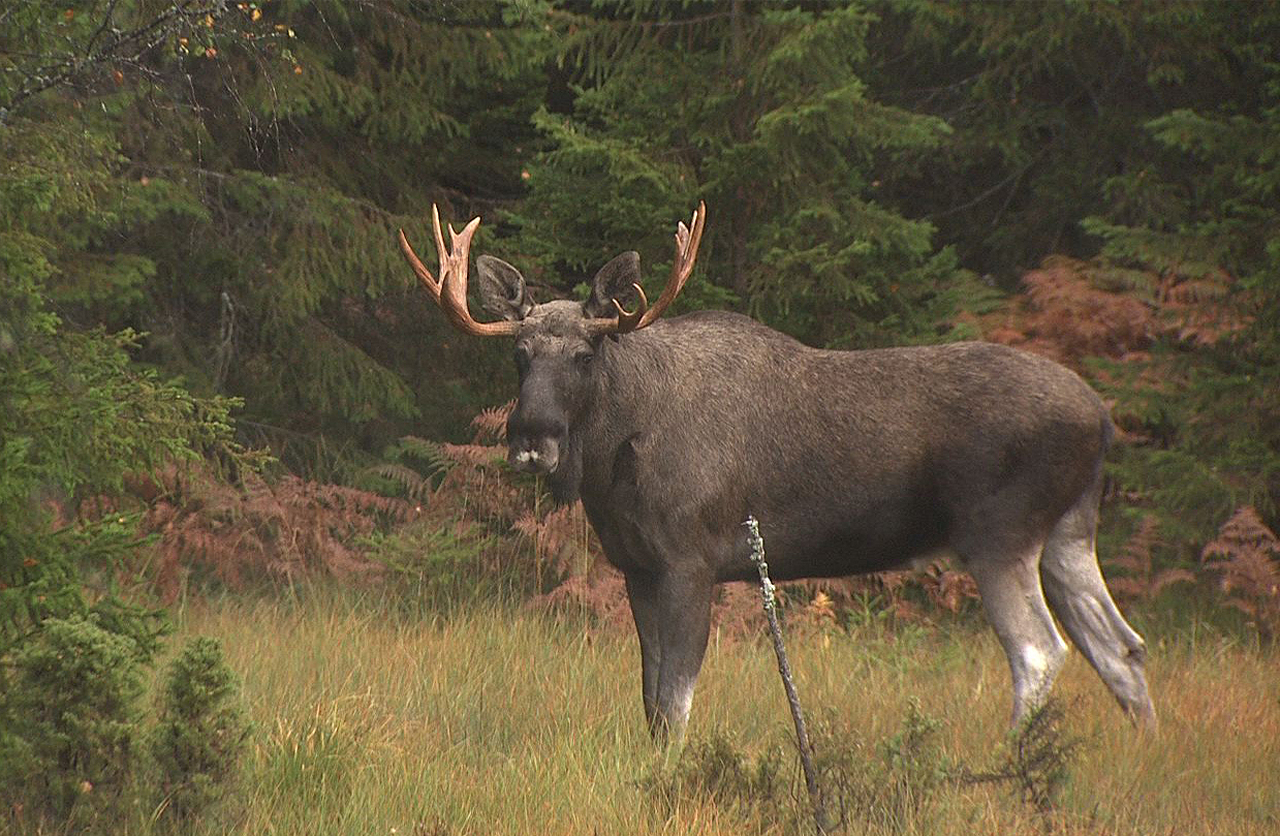 Norsk Zoologisk Forening Sørlandsavdelingen: "Hans majestet" - elgen ...