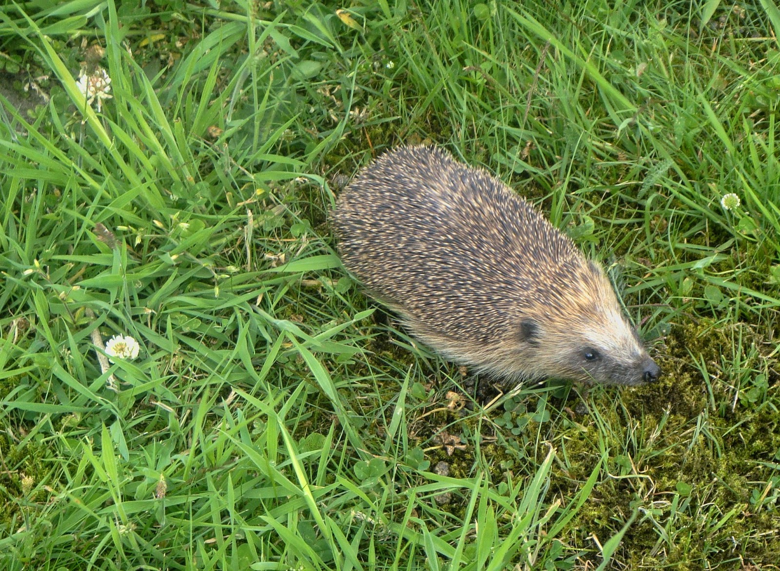 Crow's Feet: Hodge Podge