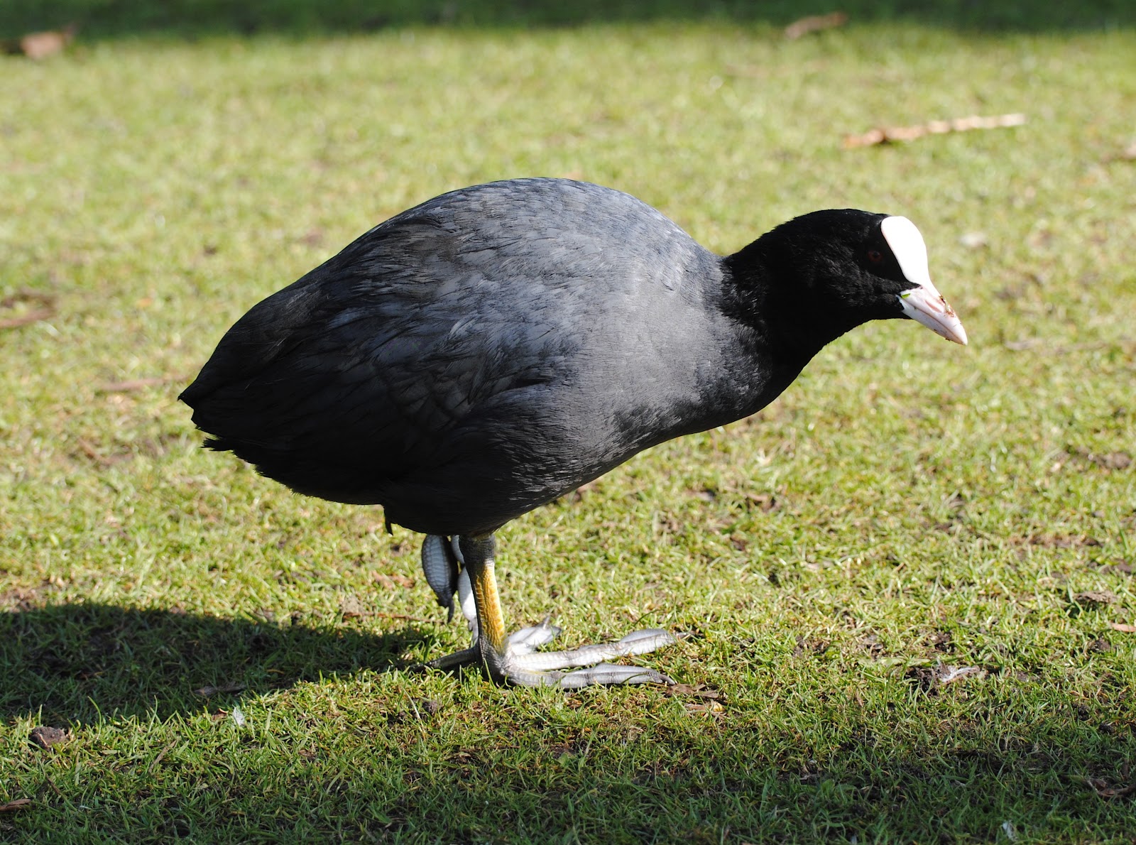 Waarneming van de dag!: Meerkoet
