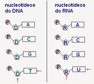 TecnoBio: Ácidos nucleicos - DNA e RNA