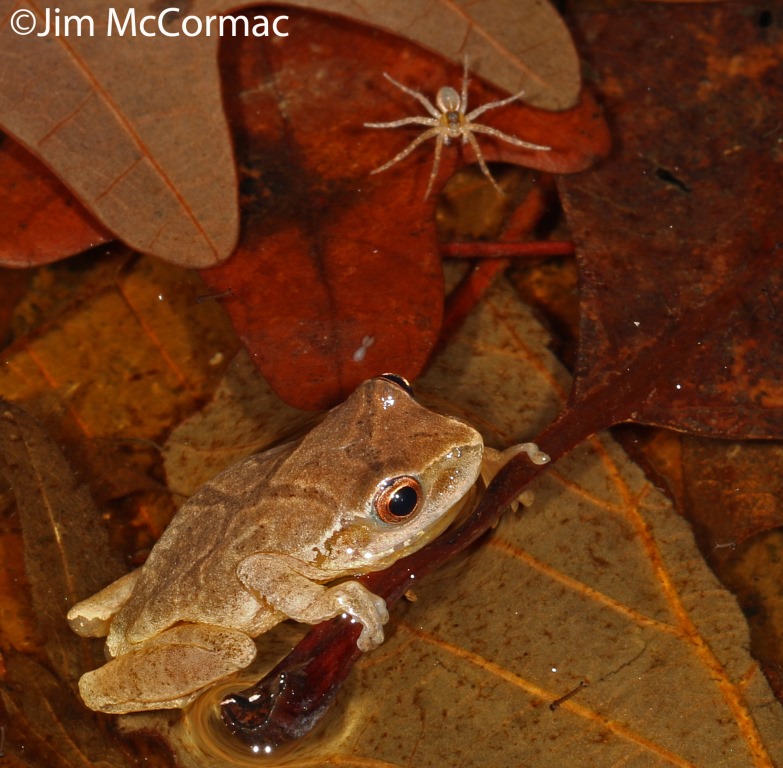 Ohio Birds and Biodiversity: Salamander (mega) migration!