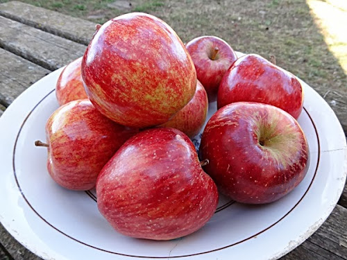 Cuina Cinc: La Poma. Pastís de poma amb les quatre varietats i dues ...