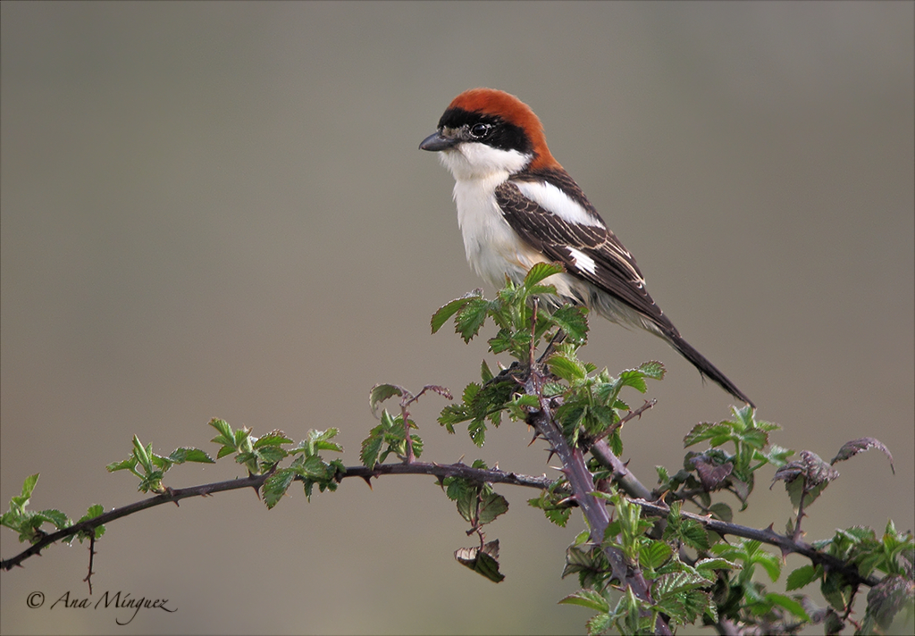 NATURANAFOTOS: Alcaudón común..