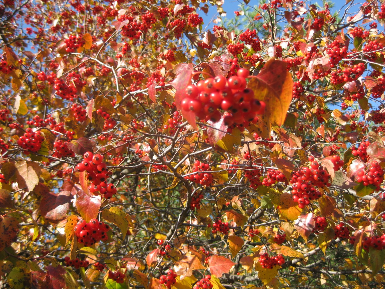Trees: November hawthorn