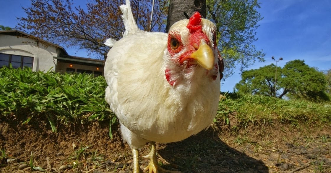 @HoskinPlans: The Dark Side of Urban Chickens: Surprised? No ...