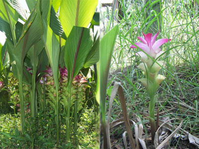 Herbal Temulawak (Curcuma Xanthorrhiza Roxb) | Tanaman Obat