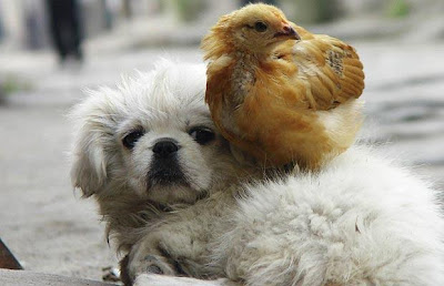 ANIMALS PLANET: Dog and Chicken images