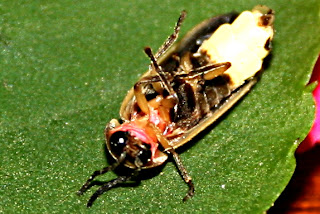 Issa's Untidy Hut: April 2011