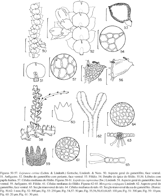 Flora de Puerto Rico Ilustrada Papo Vives: HEPÁTICAS LOBADAS ...