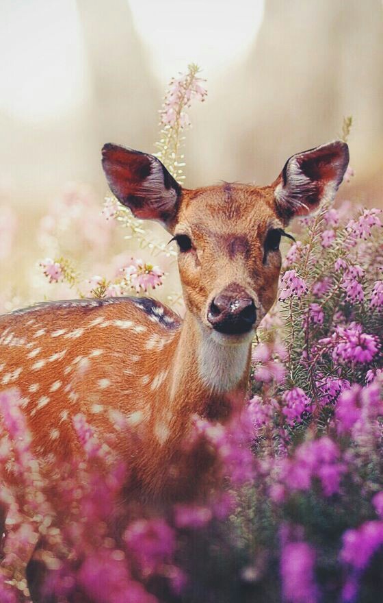 Beautiful deer