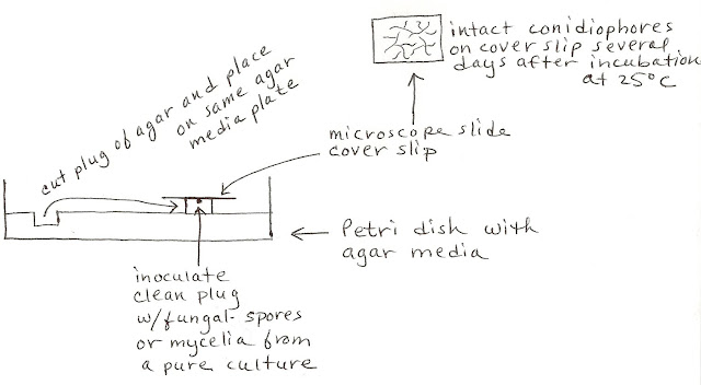 TAMU_PLPA631_FungalBlog_LornaNissen: Lab 3