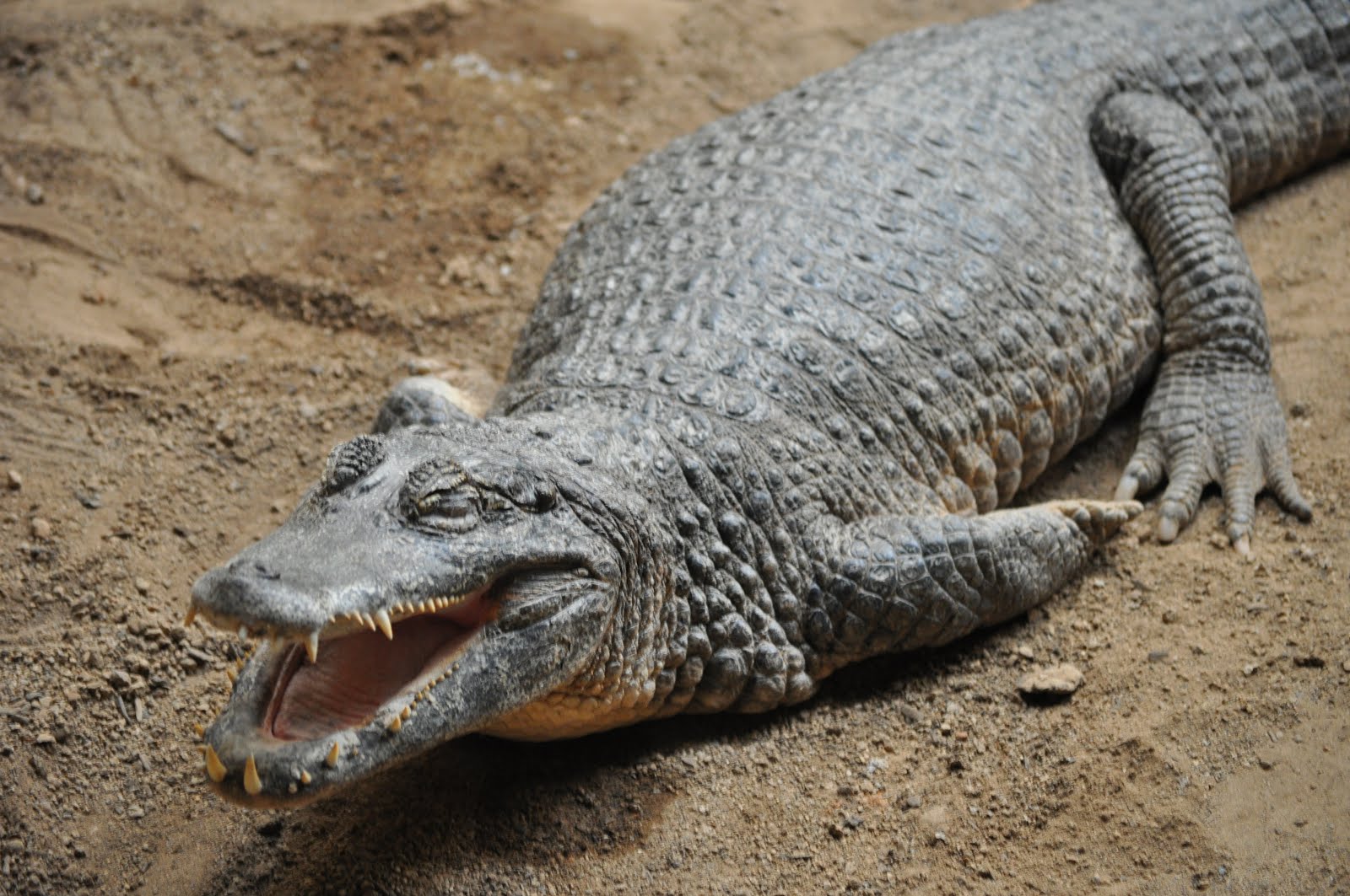 ZOOTOGRAFIANDO (MI COLECCIÓN DE FOTOS DE ANIMALES): YACARÉ (Caiman yacare)