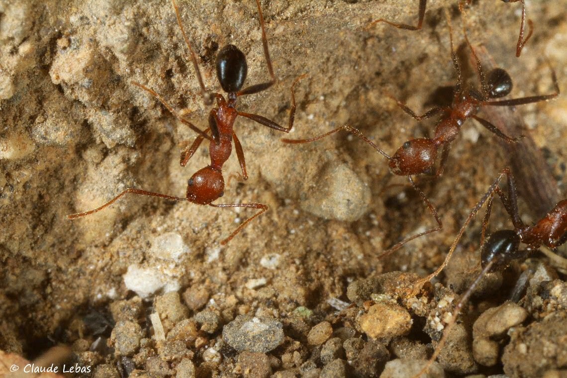 fourmis du Guatemala: Pheidole sp San Pedro
