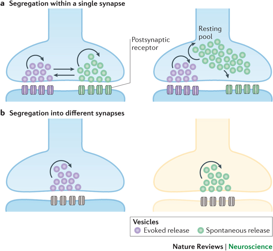 Figure 3: Segregation of spontaneous and evoked neurotransmission.