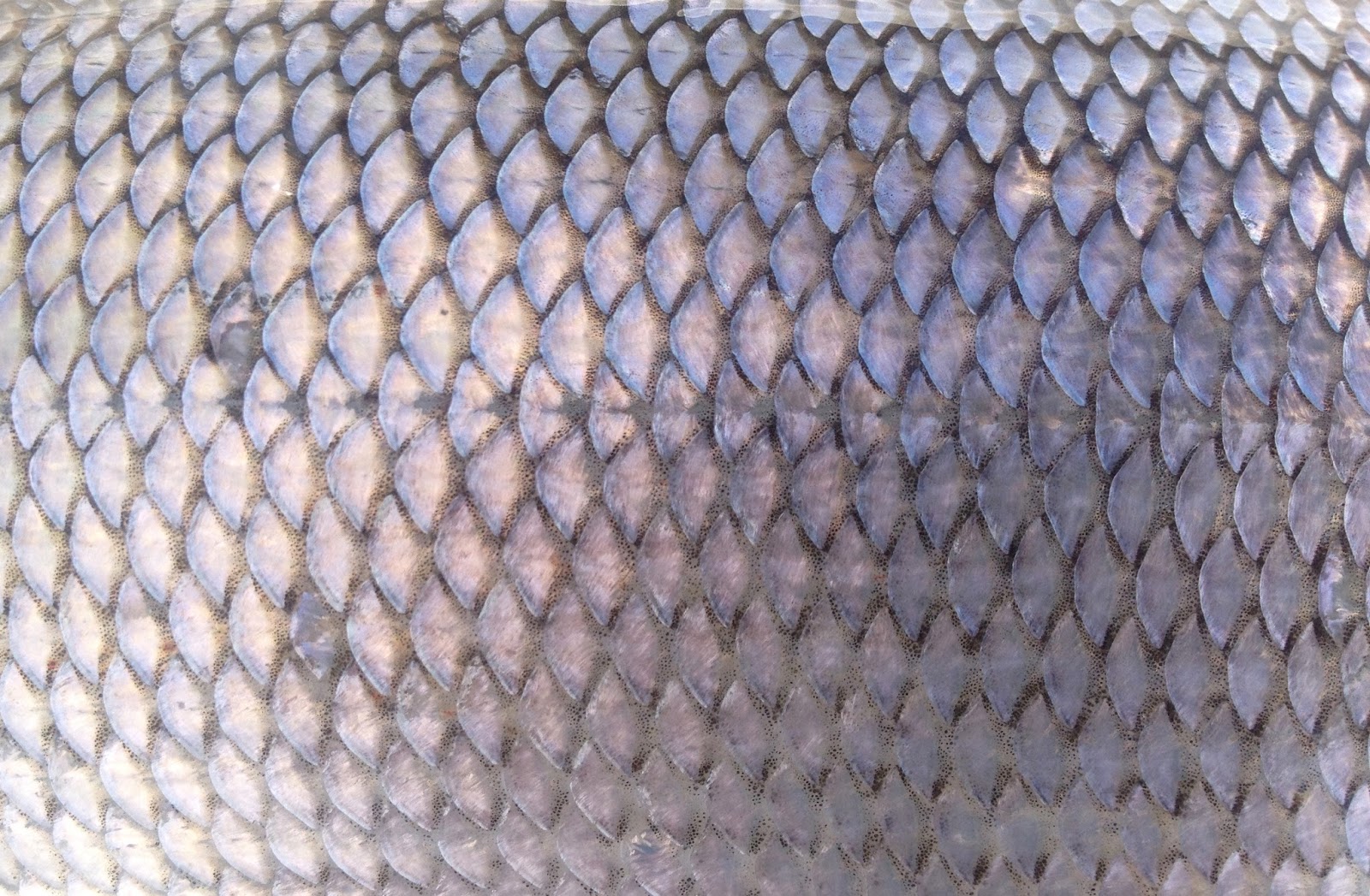 Bryanlikestofish: Fish Skins - Edition 4.0