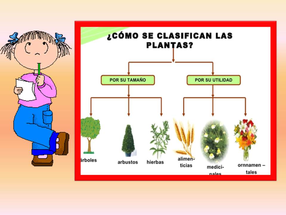 LAS PLANTAS: CLASIFICACIÓN DE LA PLANTAS