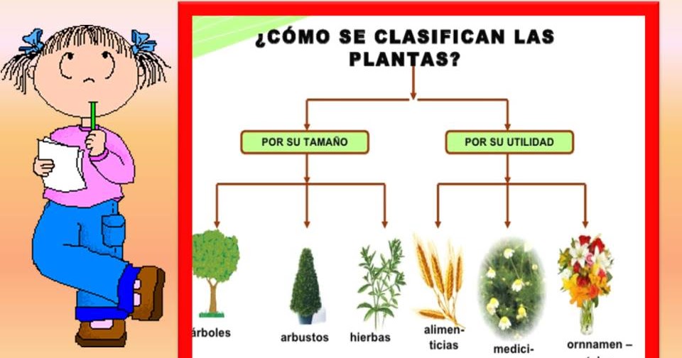 LAS PLANTAS: CLASIFICACIÓN DE LA PLANTAS