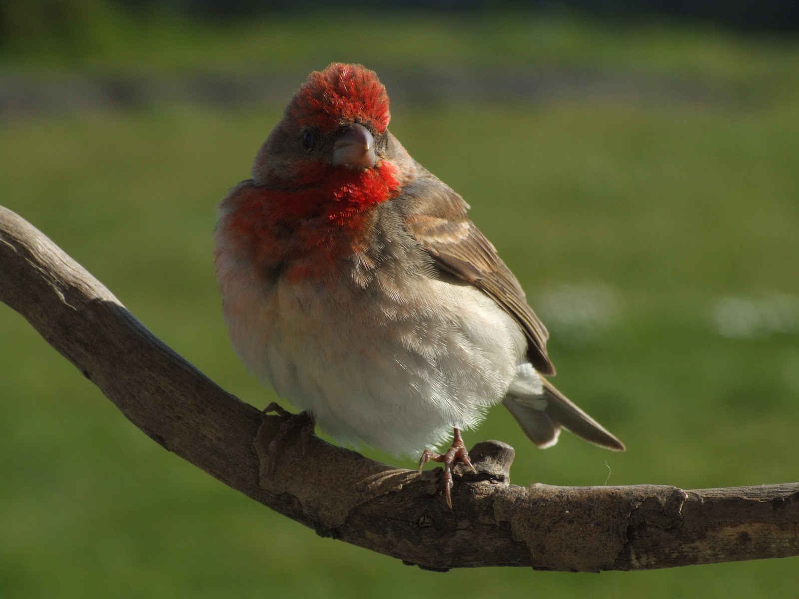 Fair Isle: Male Rosefinch & Red-Rumped Swallow - How close is too close?