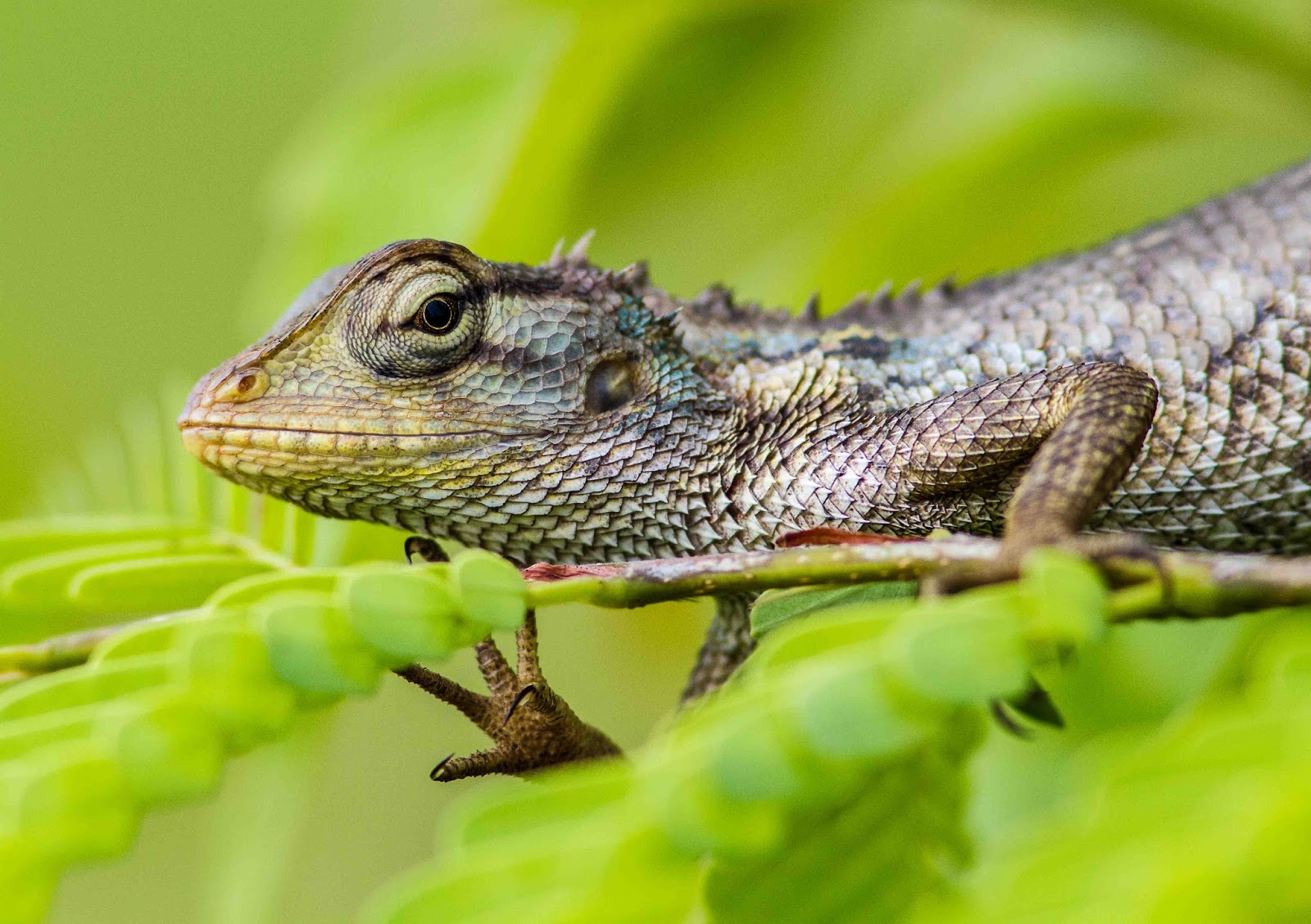 Musicroom's Imaging: Calotes Garden Lizard