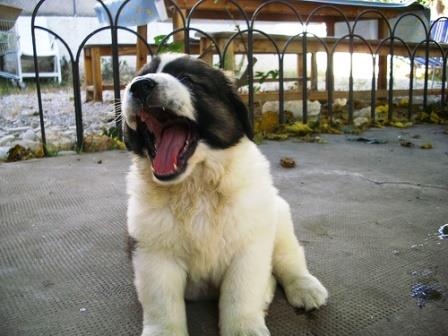 Imágenes de perros bostezando - Blog didáctico