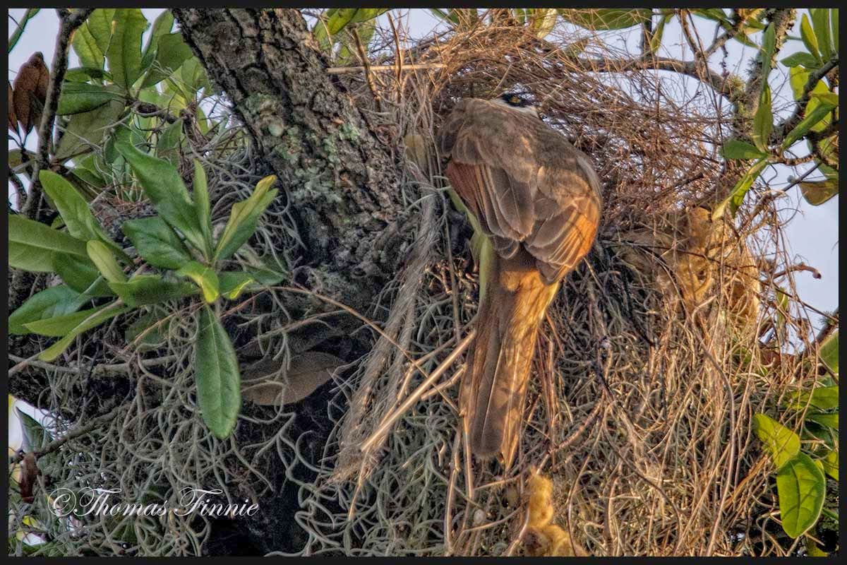Thomas Finnie Photography: GREAT KISKADEES IN LOUISIANA