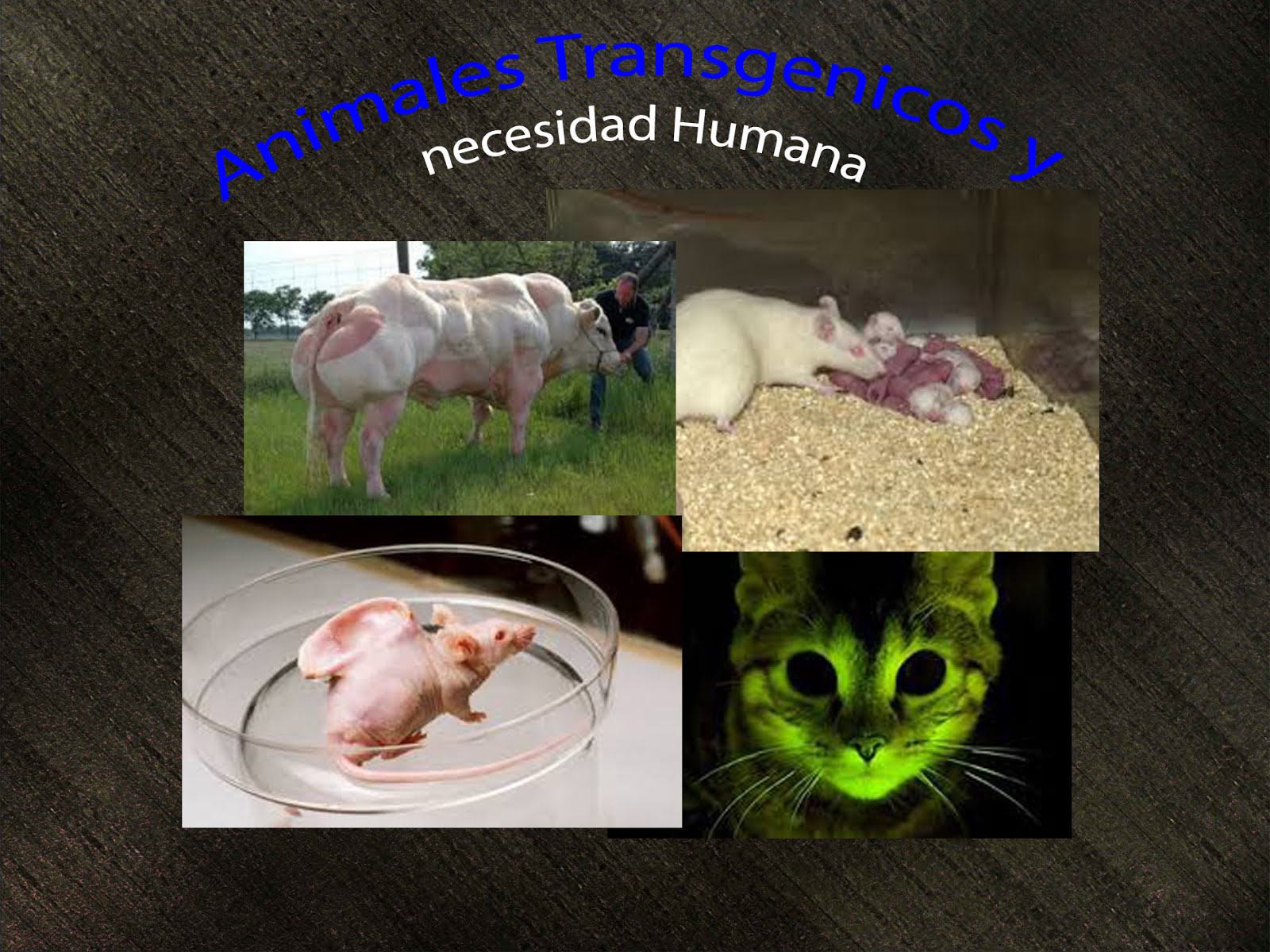 Animales transgénicos y la necesidad humana.